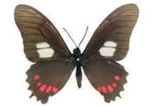 Mimoides harmodius – Paradise Butterfly