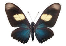 Mimoides pausanias – Paradise Butterfly