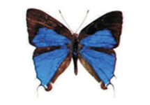 Thecla gabatha – Paradise Butterfly