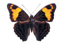 Adelpha ximena – Paradise Butterfly